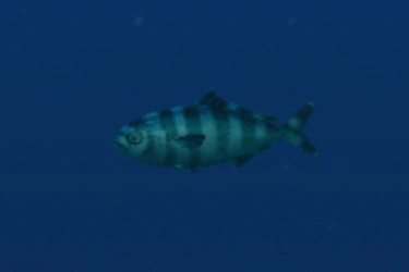 Pilotfish | Endless Ocean Wiki | FANDOM powered by Wikia