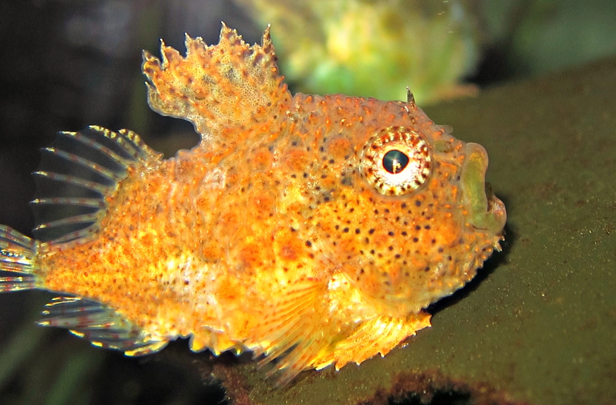 Image - Atlantic lumpsucker 3.jpg | Endless Ocean Wiki | FANDOM powered ...