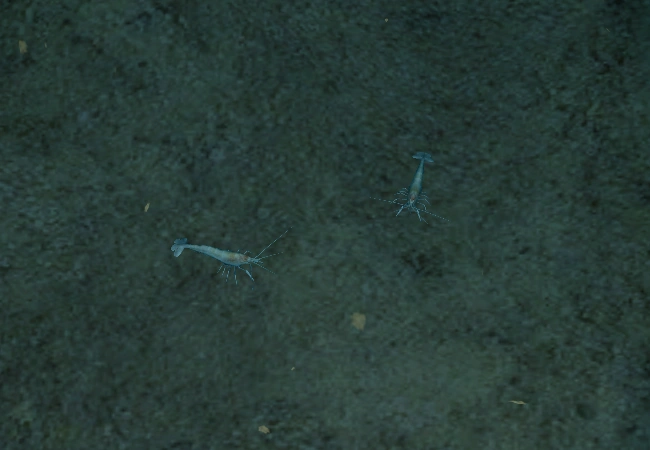 Deep-Sea Blind Shrimp | Endless Ocean Wiki | Fandom