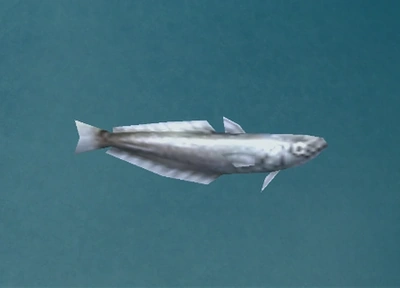 Antarctic Silverfish | Endless Ocean Wiki | Fandom