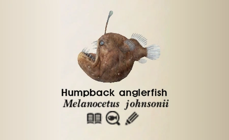 Humpback Anglerfish | Endless Ocean Wiki | Fandom