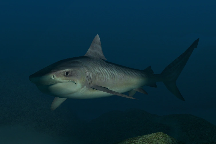 Tiger Shark | Endless Ocean Wiki | Fandom