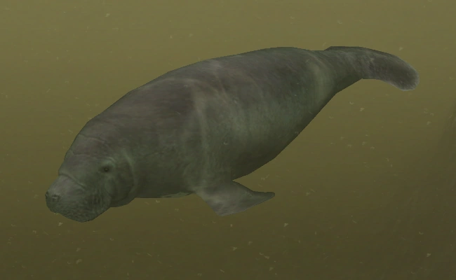 Amazonian Manatee | Endless Ocean Wiki | Fandom
