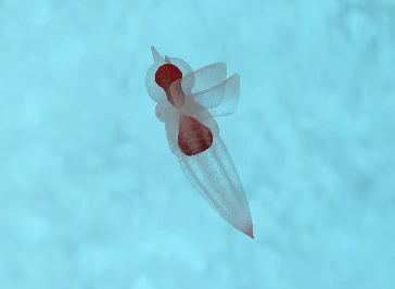 Sea Angel | Endless Ocean Wiki | Fandom