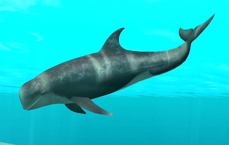 Risso's Dolphin Partner | Endless Ocean Wiki | Fandom