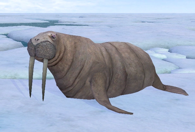 Walrus | Endless Ocean Wiki | Fandom