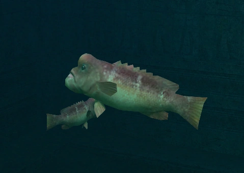 Asian Sheepshead Wrasse | Endless Ocean Wiki | Fandom