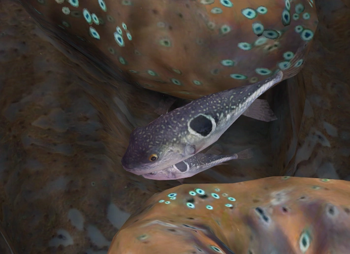 Tiger Puffer | Endless Ocean Wiki | Fandom