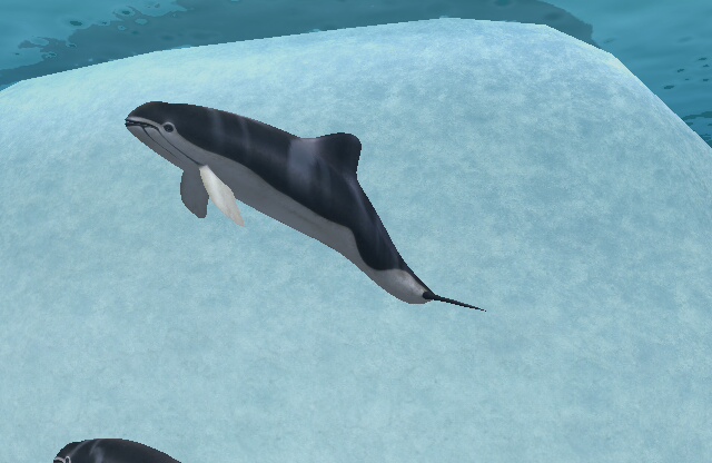 Spectacled Porpoise Endless Ocean Wiki Fandom Powered By Wikia