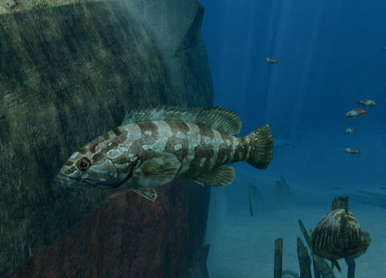 Longtooth Grouper | Endless Ocean Wiki | Fandom