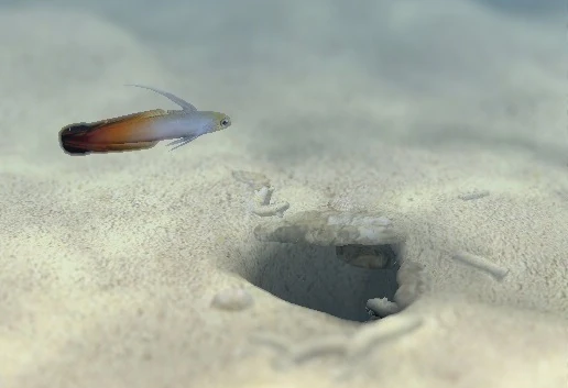 Fire Goby | Endless Ocean Wiki | FANDOM powered by Wikia