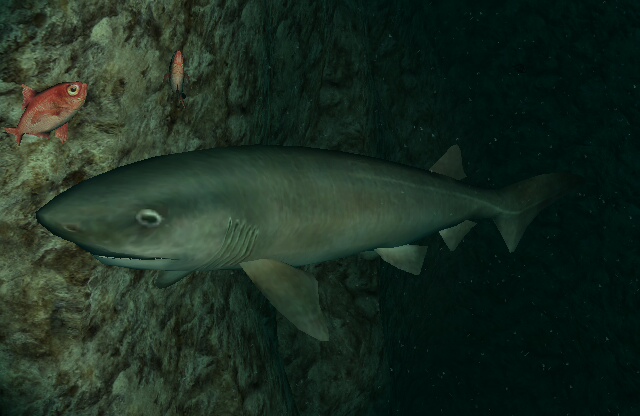 Bluntnose Sixgill Shark Endless Ocean Wiki Fandom Powered By Wikia