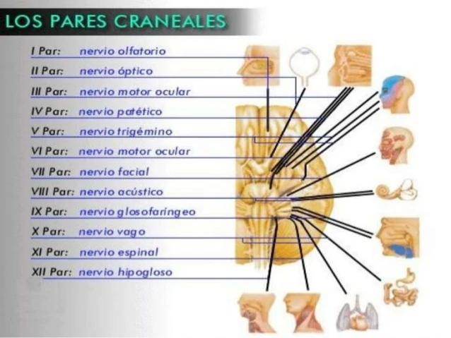 Los pares craneales | Enseñamos para que Aprendan Wiki | Fandom