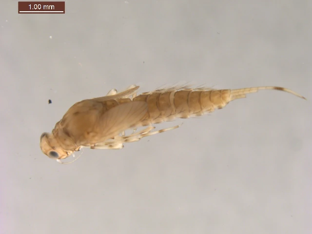 Catégorie:Baetidae | Arthropédie | FANDOM powered by Wikia