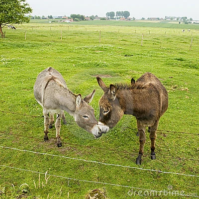Donkey Love & Appreciation Thread