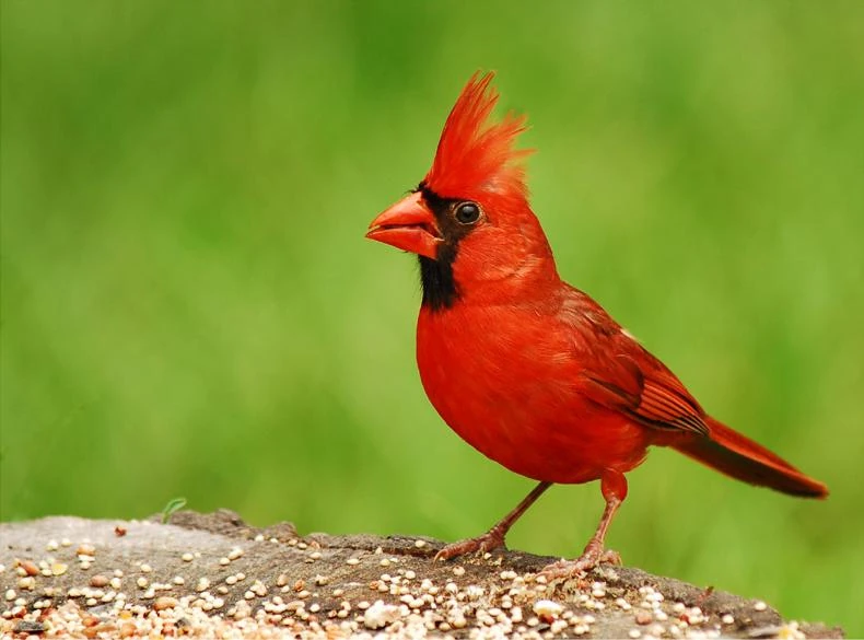 Cardinal (bird) | Eric Flint Wiki | FANDOM powered by Wikia