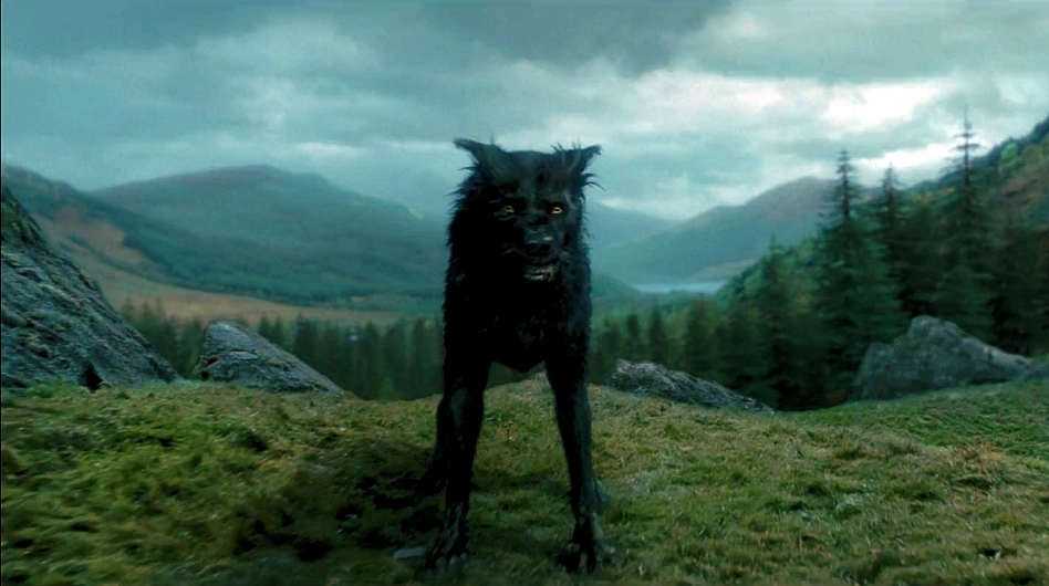 Animago | Harry Potter Wiki | FANDOM powered by Wikia