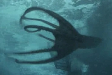 Calamar vampiro | Especies Alienígenas Wiki | Fandom