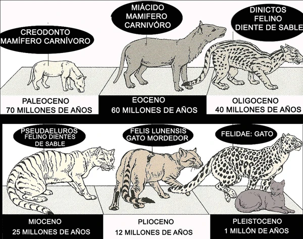 Evolución del gato | Wikia Evolución de animales | FANDOM powered by Wikia