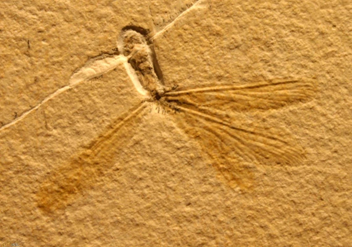 Category:Cretaceous Insects | Dinosaur Wiki | FANDOM powered by Wikia