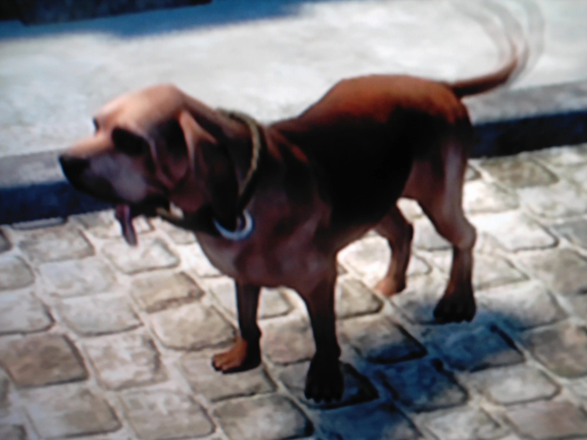 Dog (Fable II) | The Fable Wiki | FANDOM powered by Wikia