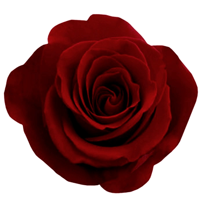 Image - Rose².png | Wiki Fairy Tail Fanon | FANDOM powered by Wikia