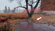 Cranberry Bog treasure maps | Fallout Wiki | Fandom