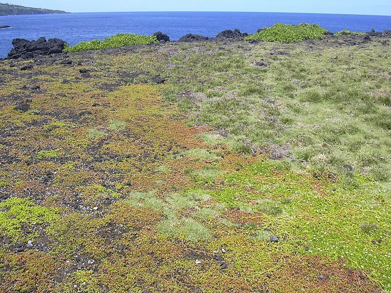 Devil Grass | Fallout Fanon Wiki | Fandom