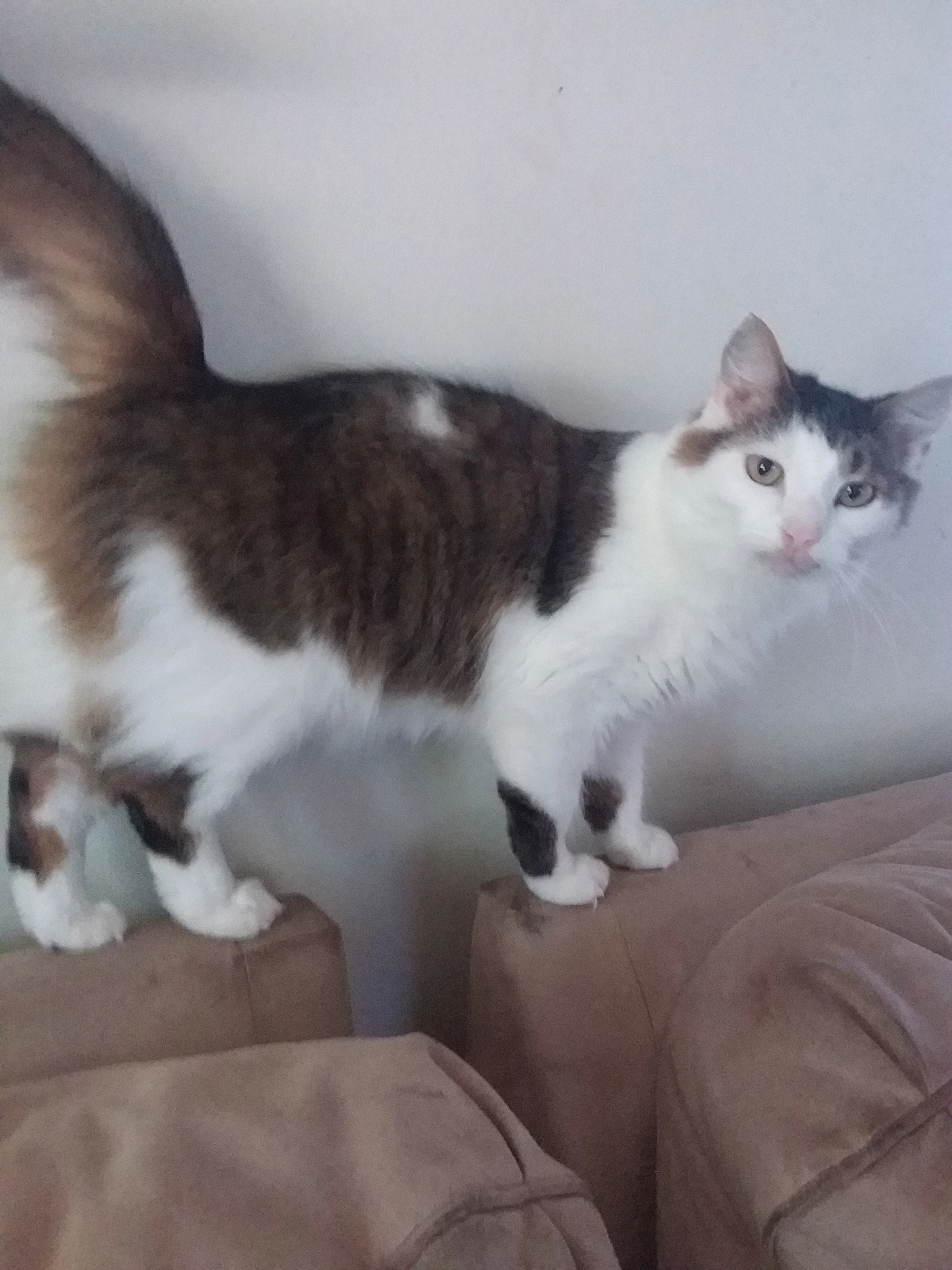 Catium | Fandomium, Fan-Made Elements Wiki | Fandom