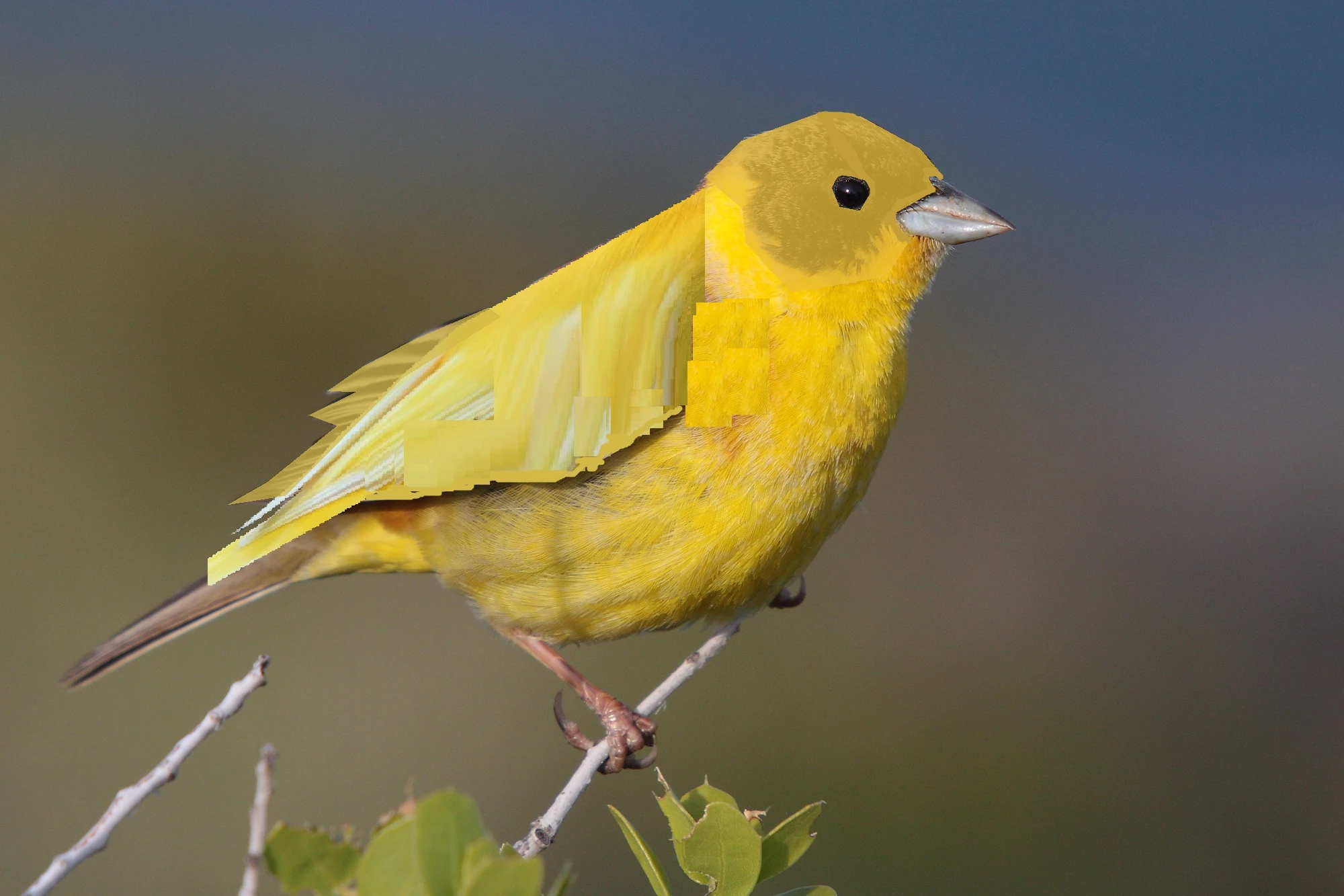 Woodstock (Bird Species) | Fanon Wiki | FANDOM powered by Wikia