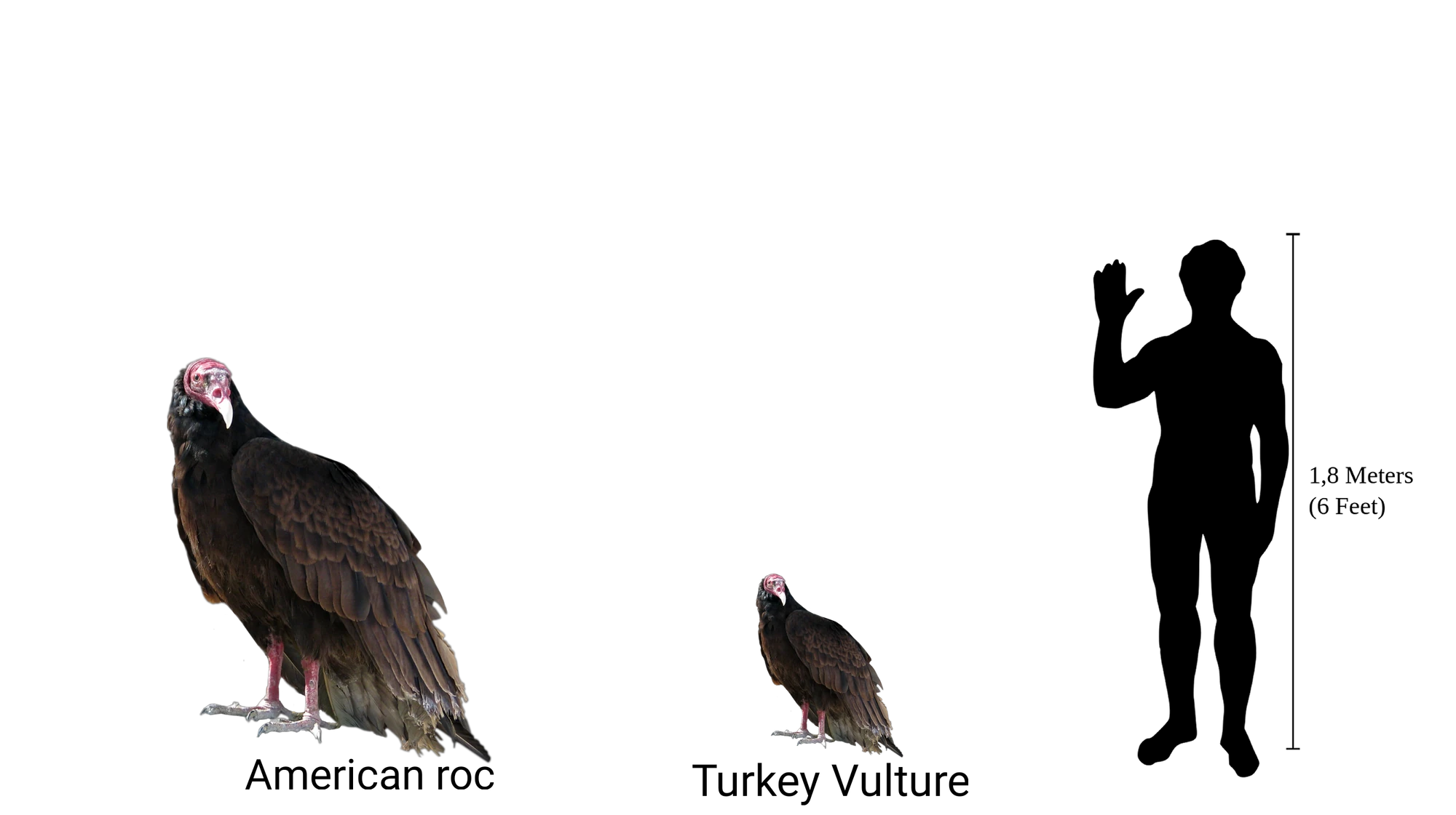 American Roc | Fanon Wiki | Fandom