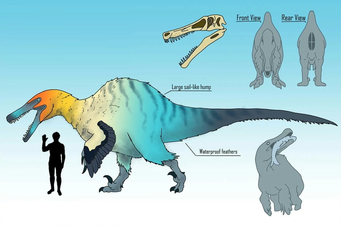 Spinoraptor | Fanon Wiki | Fandom