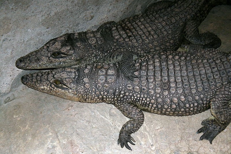 California Crocodile | Fanon Wiki | Fandom