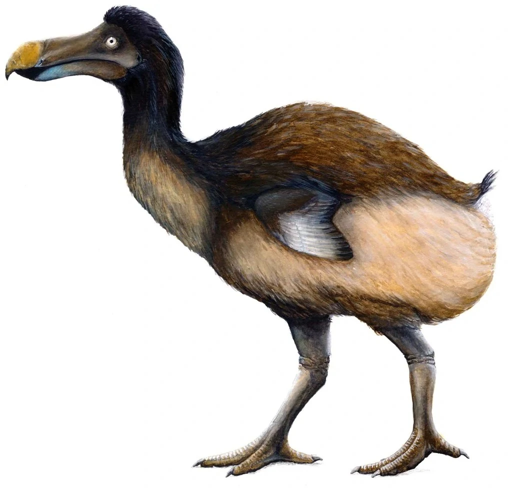 Dodo (SciiFii) | Fanon Wiki | Fandom