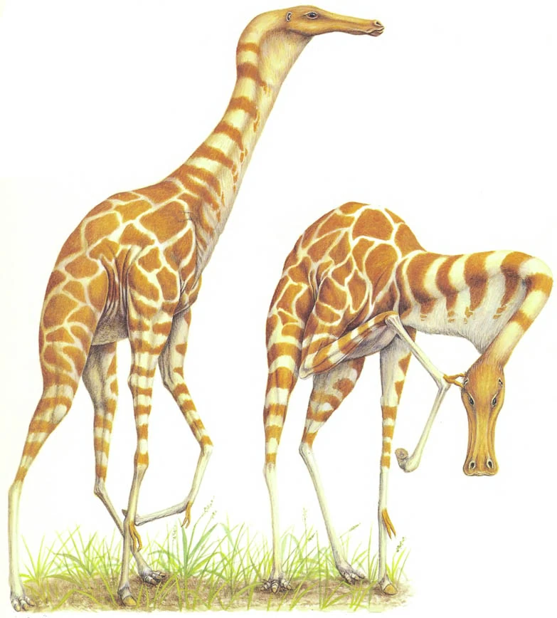 Lank | Fanon Wiki | Fandom