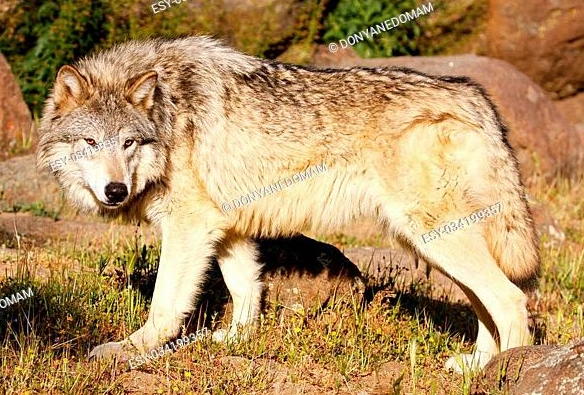 Australian Wolf | Fanon Wiki | Fandom