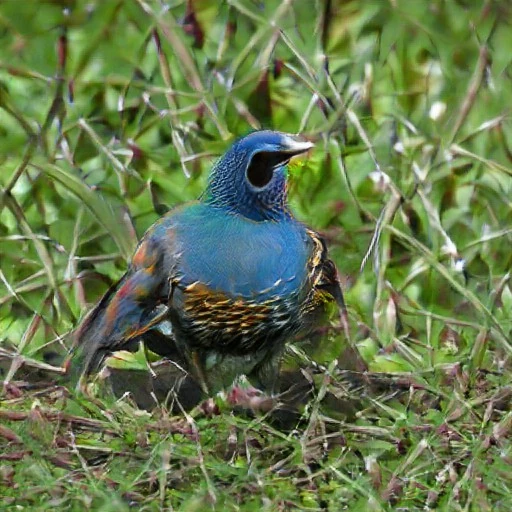 American Blue Quail | Fanon Wiki | Fandom
