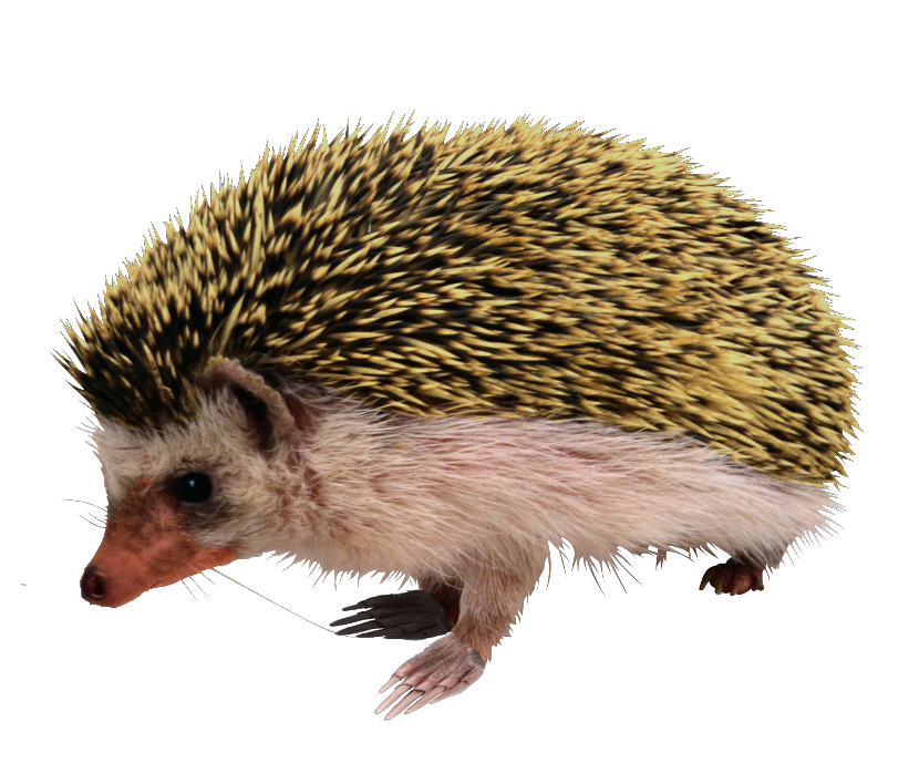 Molehog | Fanon Wiki | Fandom