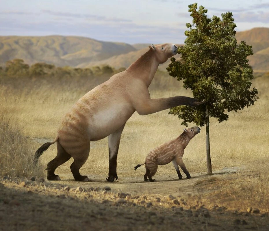 Chalico | Fanon Wiki | Fandom