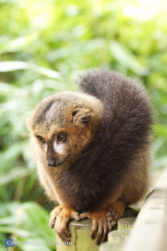 Marsupial Monkey | Fanon Wiki | Fandom