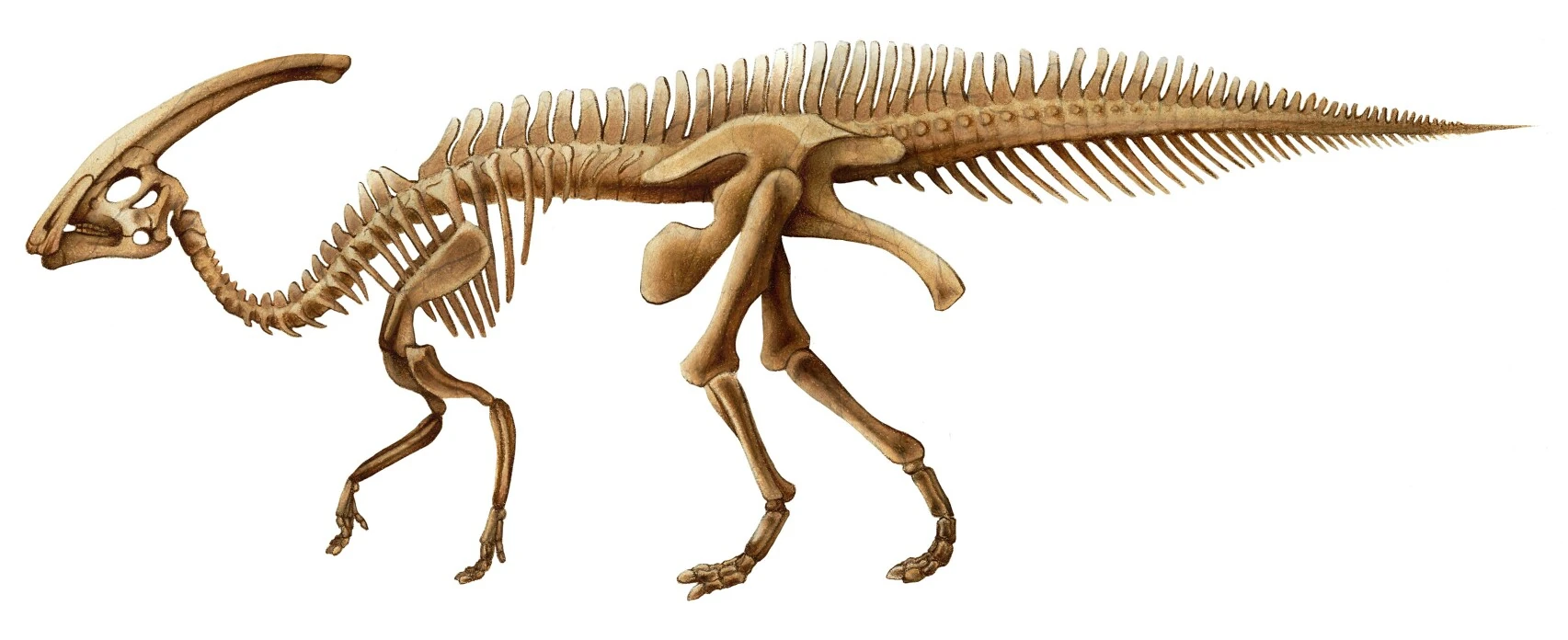Parasaurolophus Titanii | Fanon Wiki | Fandom