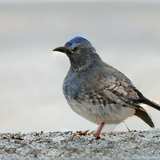 Sea Quail | Fanon Wiki | Fandom