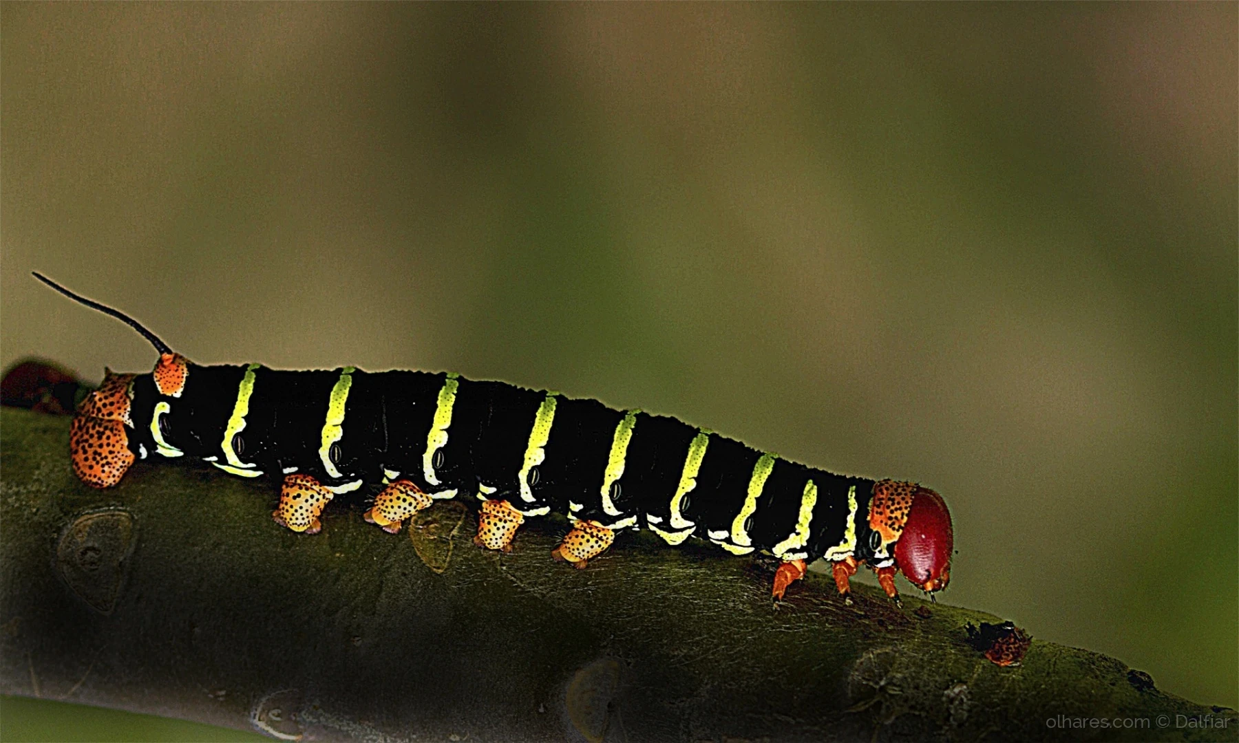 Mandruvá | Fantastipedia | Fandom