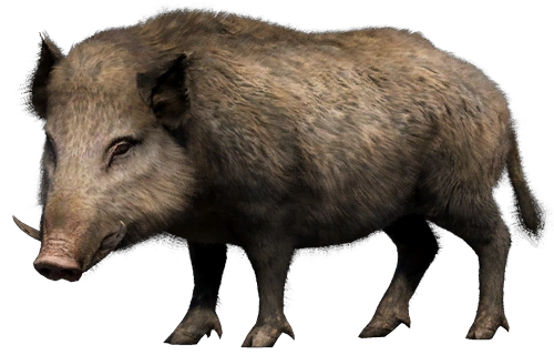 Wild Boar | Far Cry Wiki | FANDOM powered by Wikia