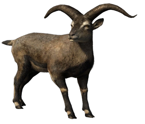 Bharal | Far Cry Wiki | Fandom