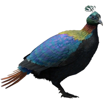 Himalayan Monal | Far Cry Wiki | Fandom