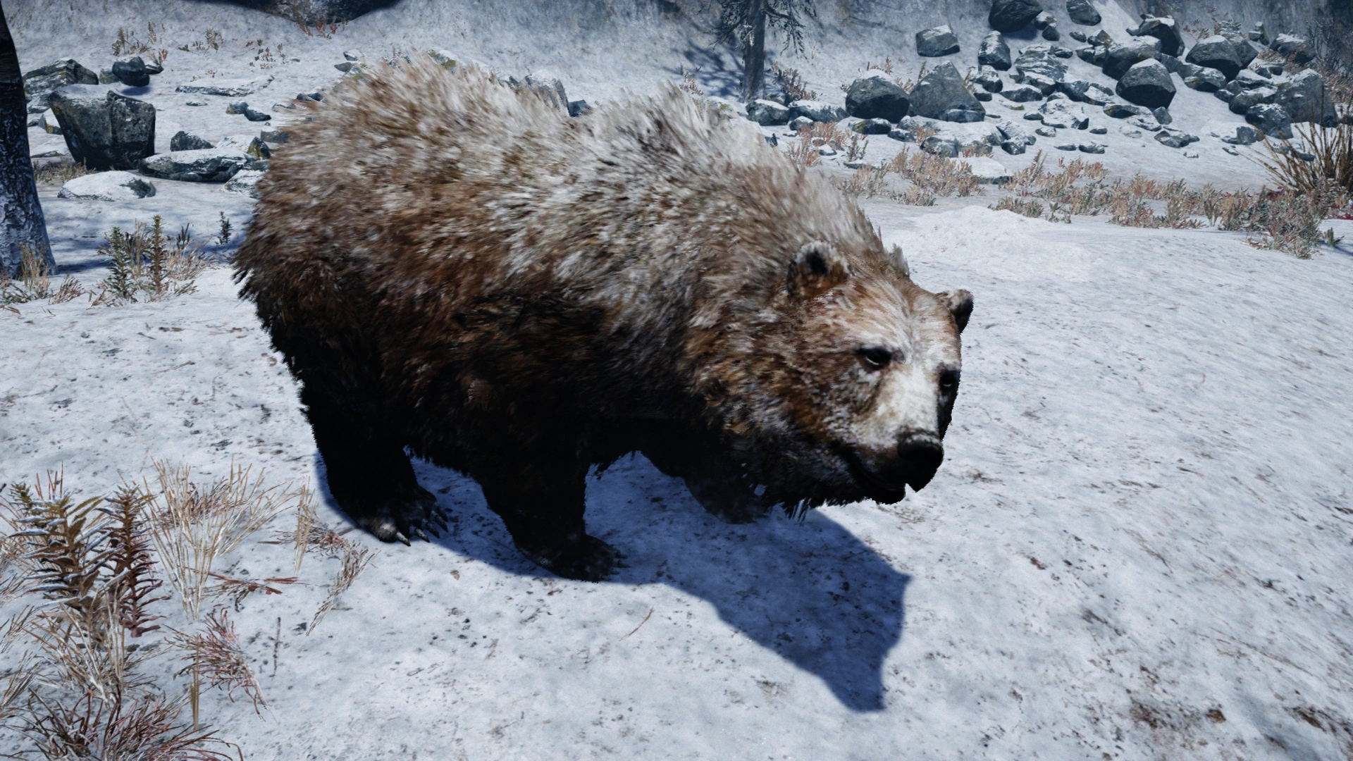 Oso pardo | Far Cry Wiki | Fandom