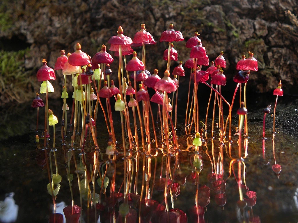 Splachnum rubrum | Fauna and flora Wiki | FANDOM powered by Wikia