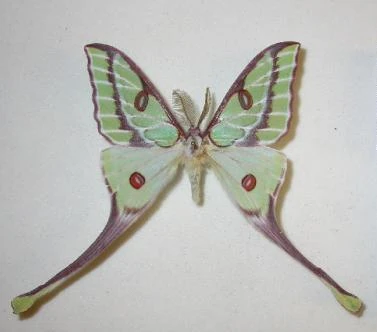 Argema besanti | Fauna and flora Wiki | FANDOM powered by Wikia