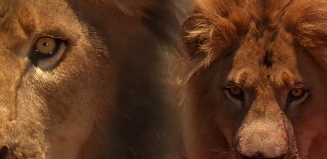 The Ghost and the Darkness(lions) | Fear world Wiki | FANDOM powered by ...